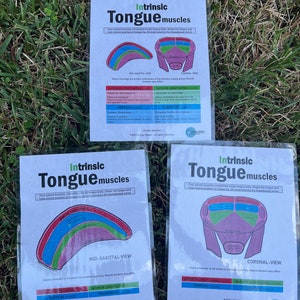 Intrinsic Tongue Muscles: Drawings and Function Chart (PDF Download) - Etsy