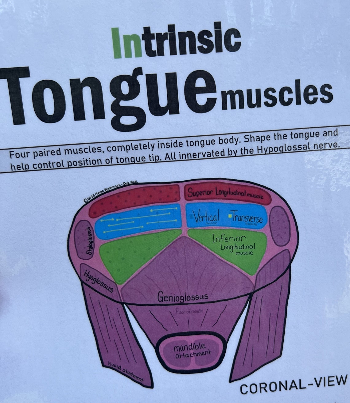 Intrinsic Tongue Muscles: Drawings and Function Chart (PDF Download) - Etsy