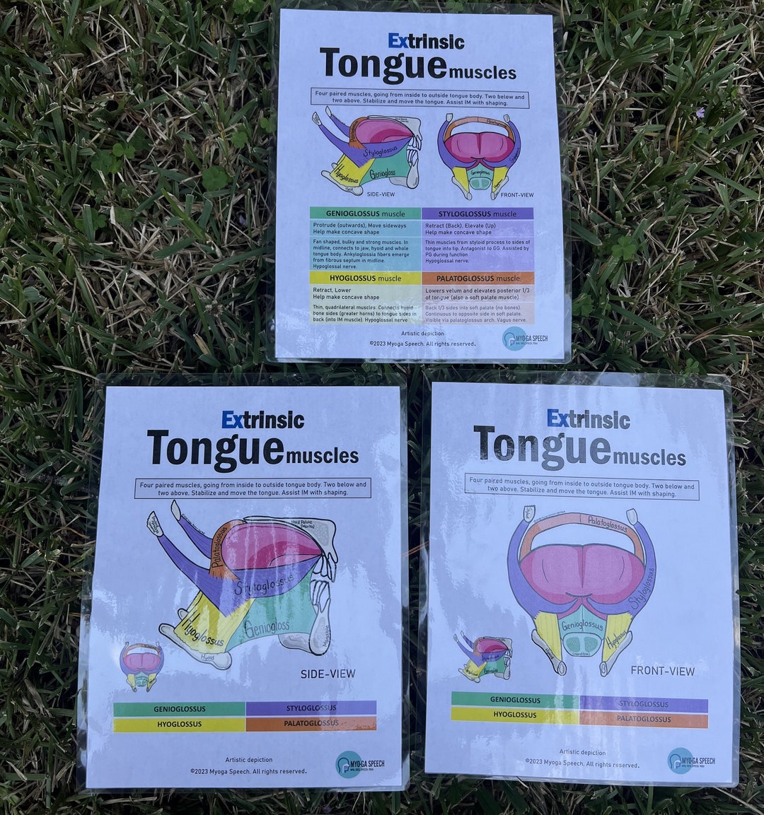 Extrinsic Tongue Muscles: Drawings and Chart (PDF Download) - Etsy