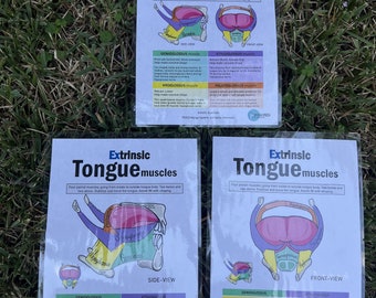 BOTH Extrinsic and Intrinsic Tongue Muscles: Drawings and Charts (PDF ...