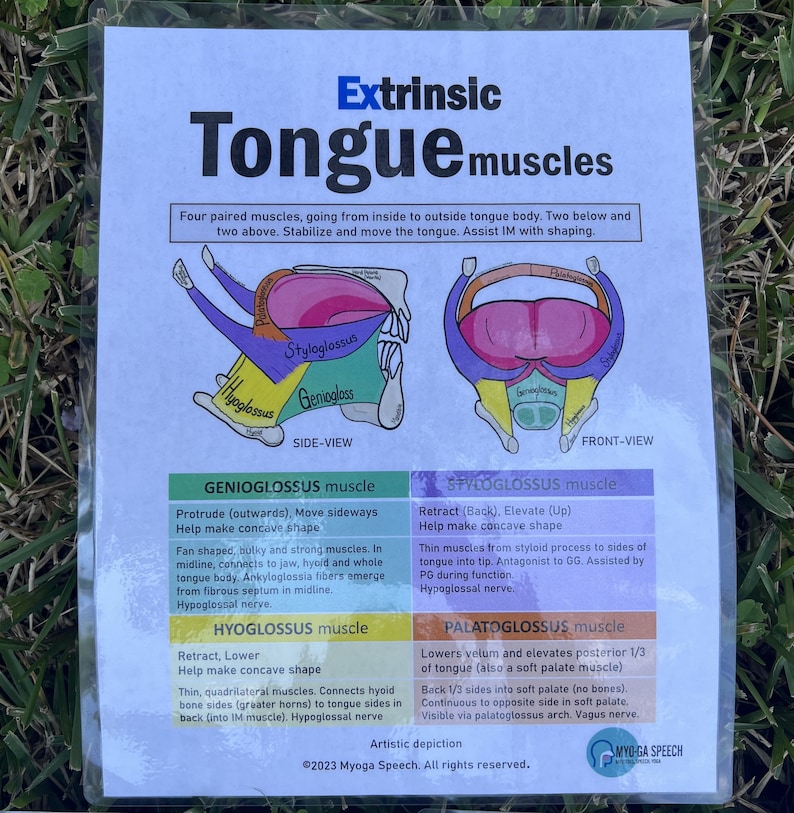 Extrinsic Tongue Muscles: Drawings and Chart (PDF Download) - Etsy