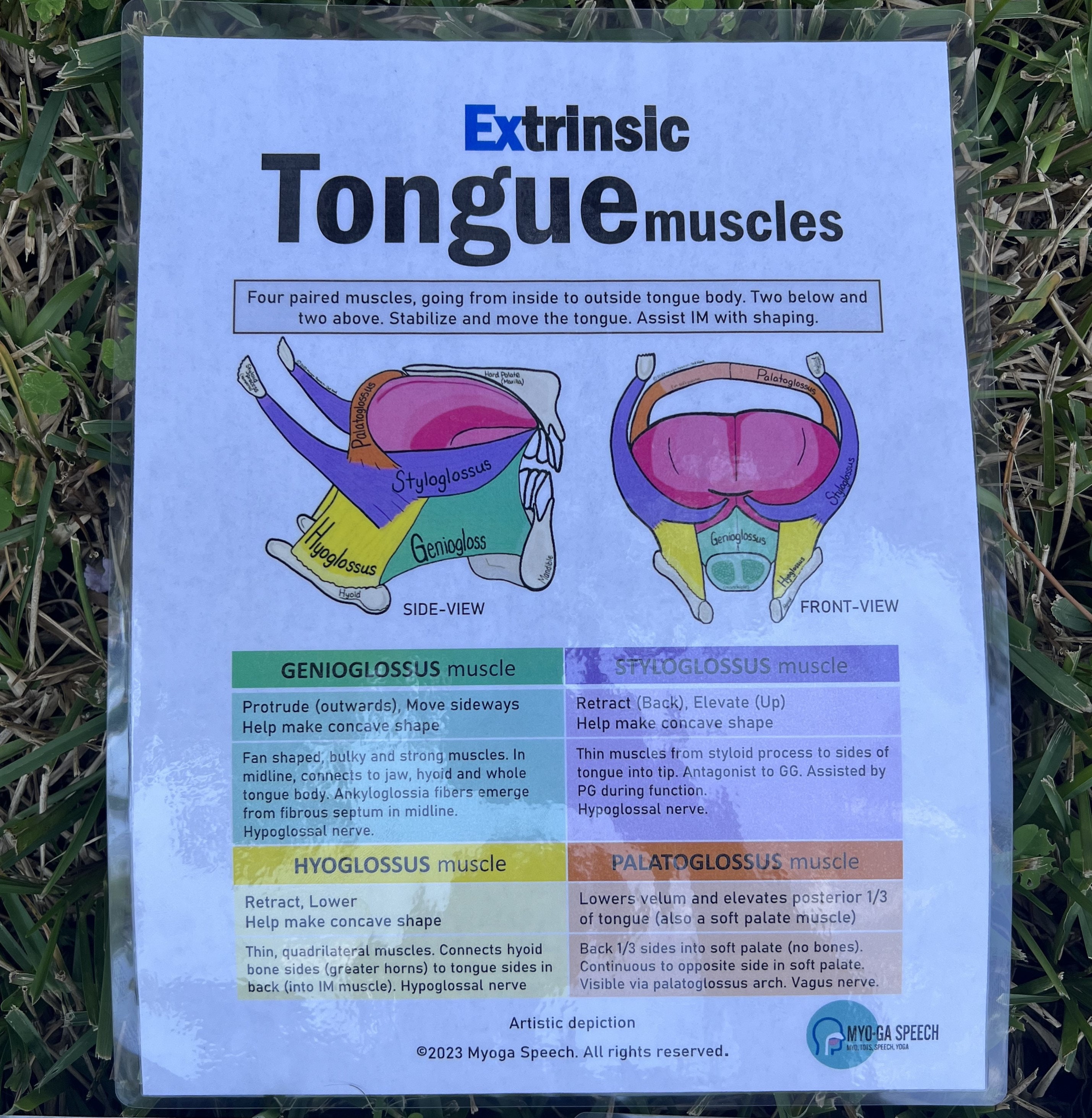 Extrinsic Tongue Muscles: Drawings and Chart (PDF Download) - Etsy