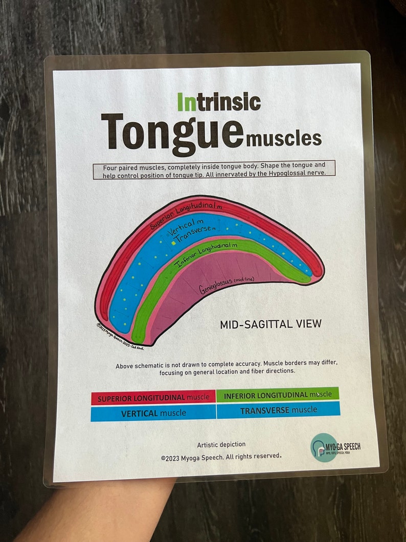 Intrinsic Tongue Muscles: Drawings and Function Chart (PDF Download) - Etsy