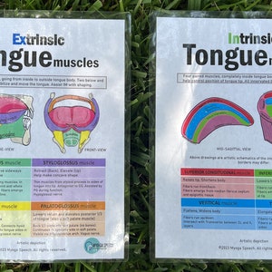 BOTH Extrinsic and Intrinsic Tongue Muscles: Drawings and Charts (PDF ...