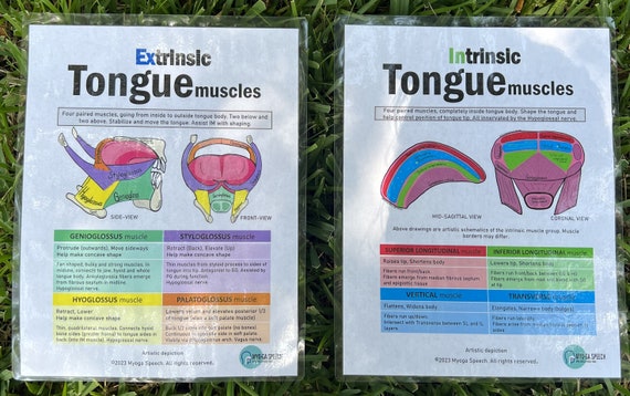 Extrinsic Muscles Of Tongue
