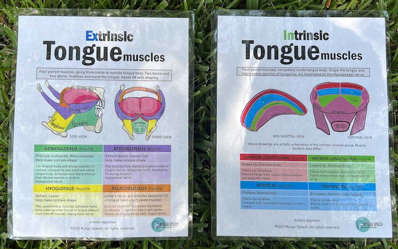 BOTH Extrinsic and Intrinsic Tongue Muscles: Drawings and Charts (PDF ...