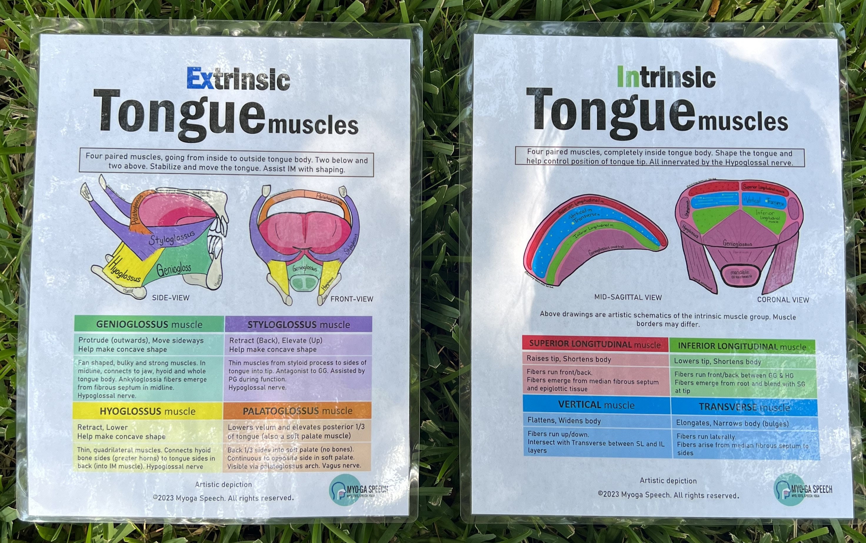 Tongue Muscle Movement