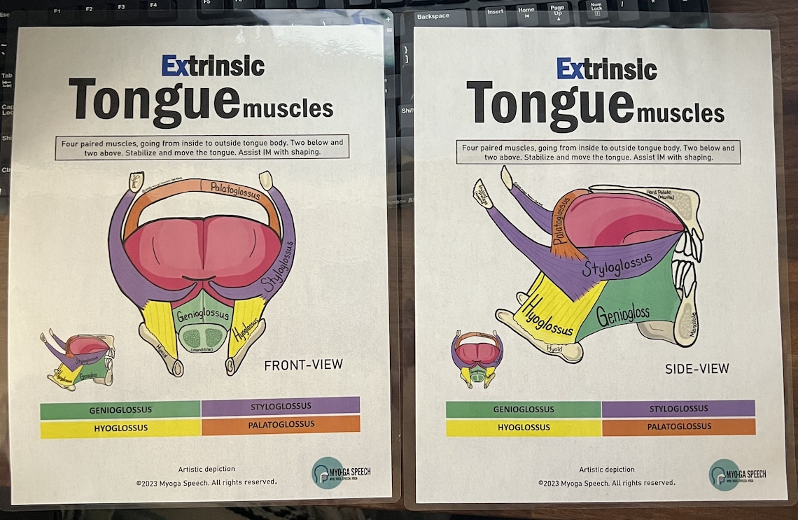 Extrinsic Tongue Muscles: Drawings and Chart (PDF Download) - Etsy