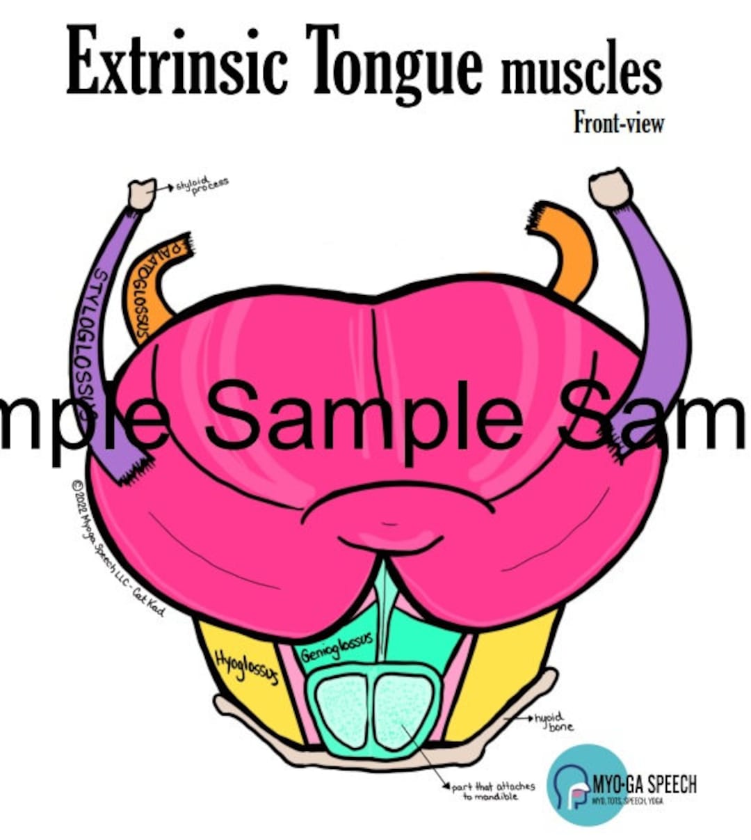 Extrinsic Tongue Muscles Drawings Front-view PDF Download - Etsy Australia