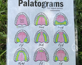 SOUNDS Palatogram 1 Page of Tongue-palatal Consonants CHART PDF ...