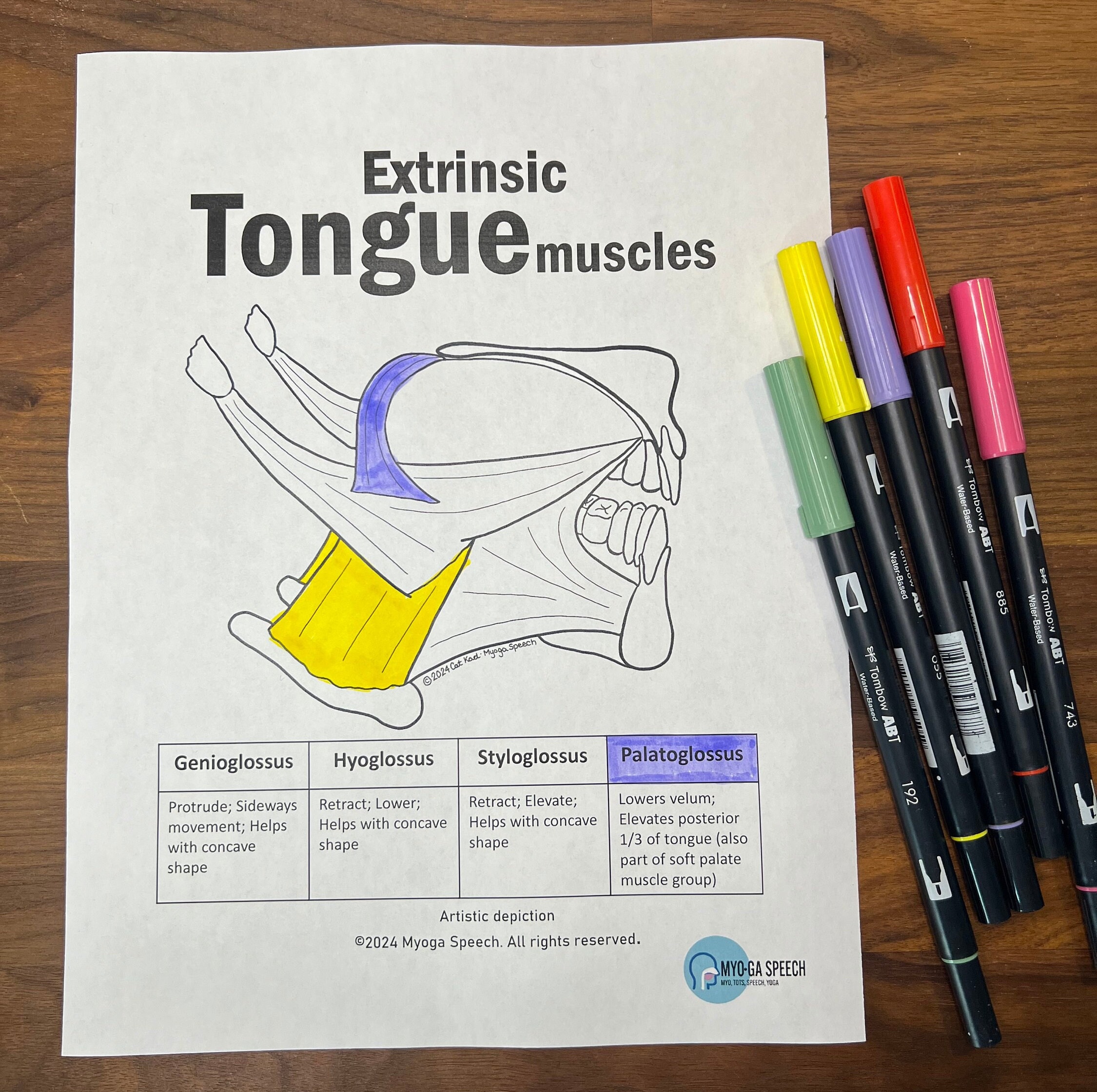 Tongue extrinsic Muscles COLORING PAGE PDF Download - Etsy