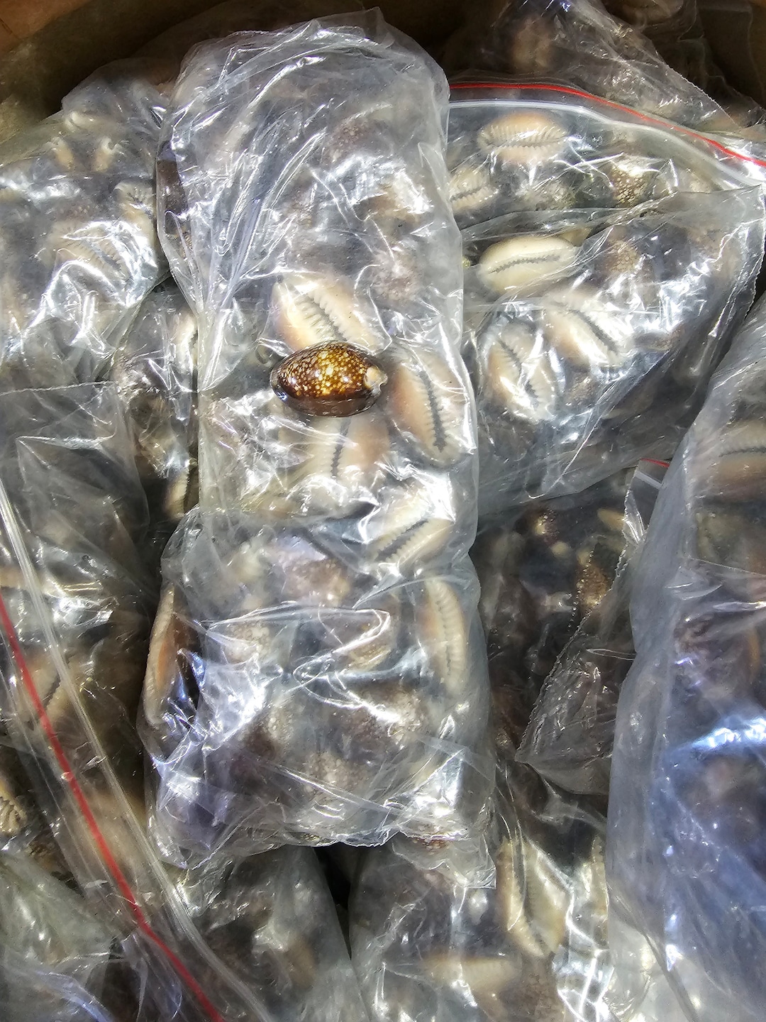 Caracol Aye | Tiger Eye Cowrie Shell | Caracoles Ojo De Tigre | 1 Shell ...