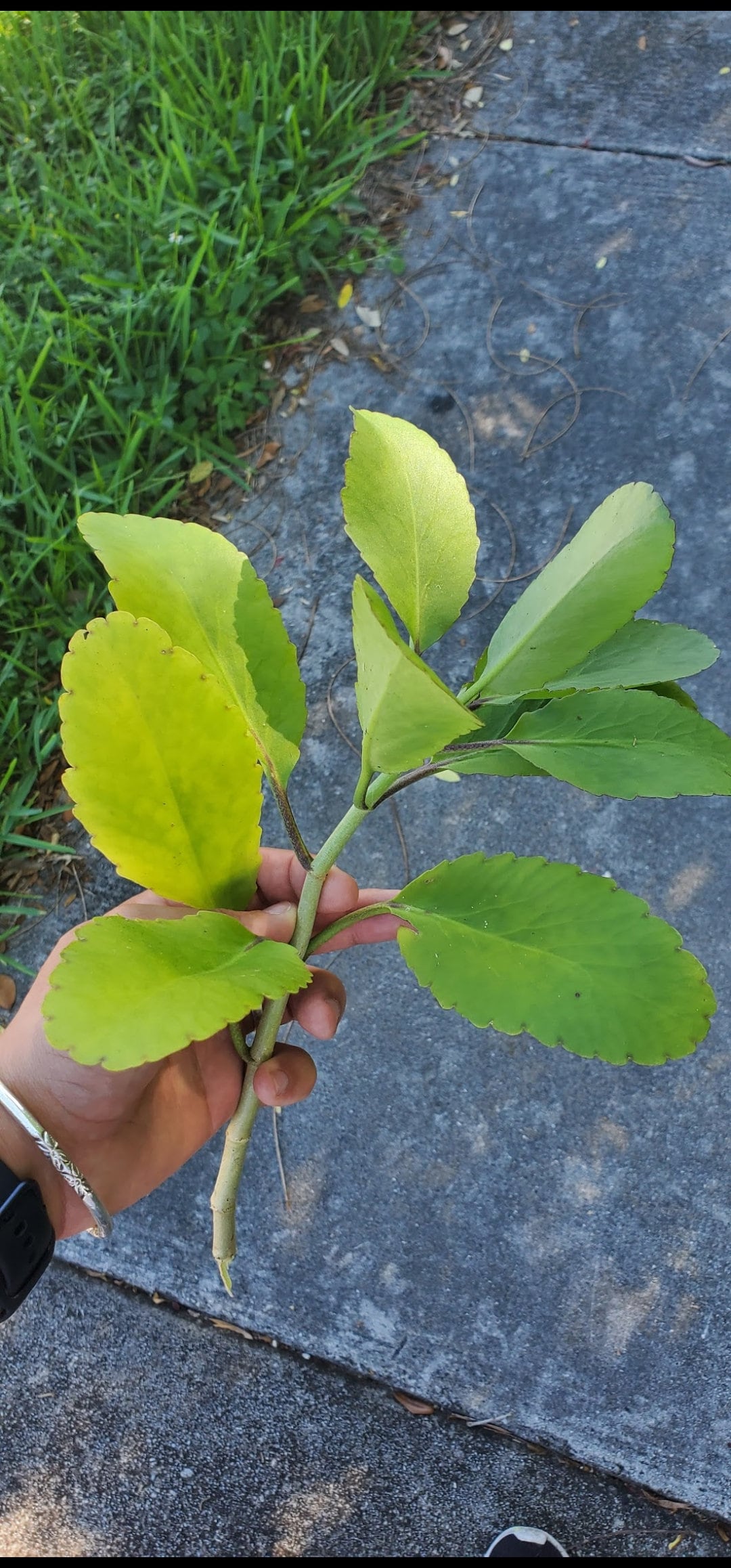 Prodigiosa / Siempre Viva - Etsy