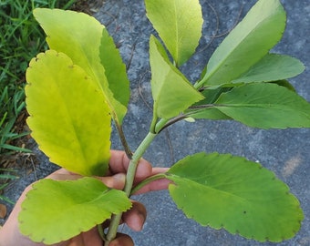 Siempre Viva Prodigiosa Hierba Planta Religion Yoruba Ifa Africana ...