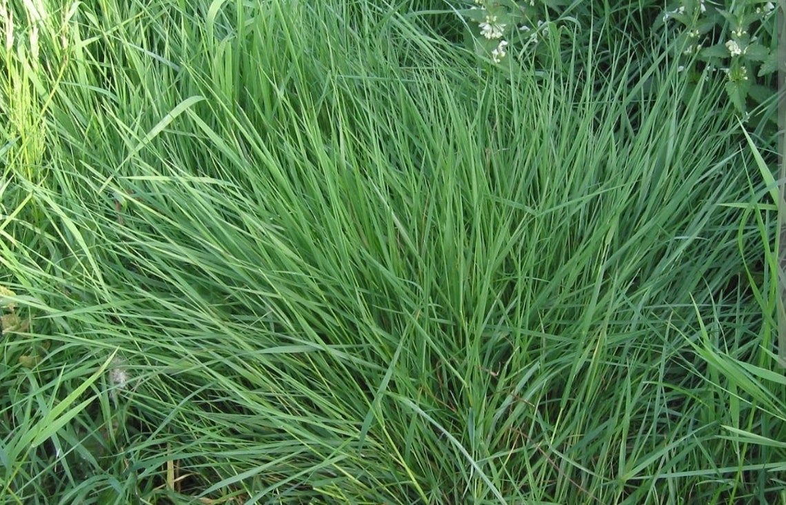 Hierba Fina Llerva Fina - Etsy