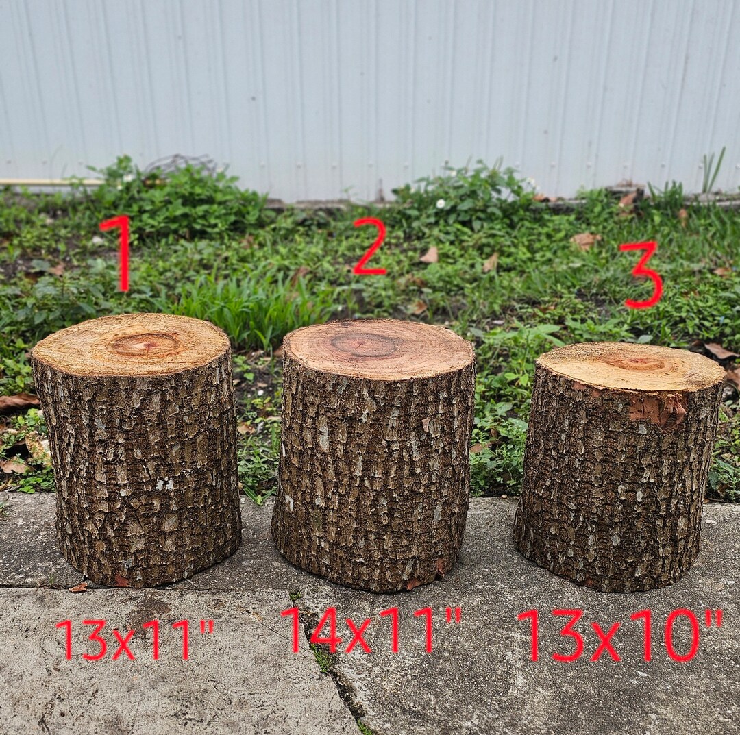 Tronco De Ochosi De Almendra Almond Tree Trunk for Oshosi Ochosi Tools ...