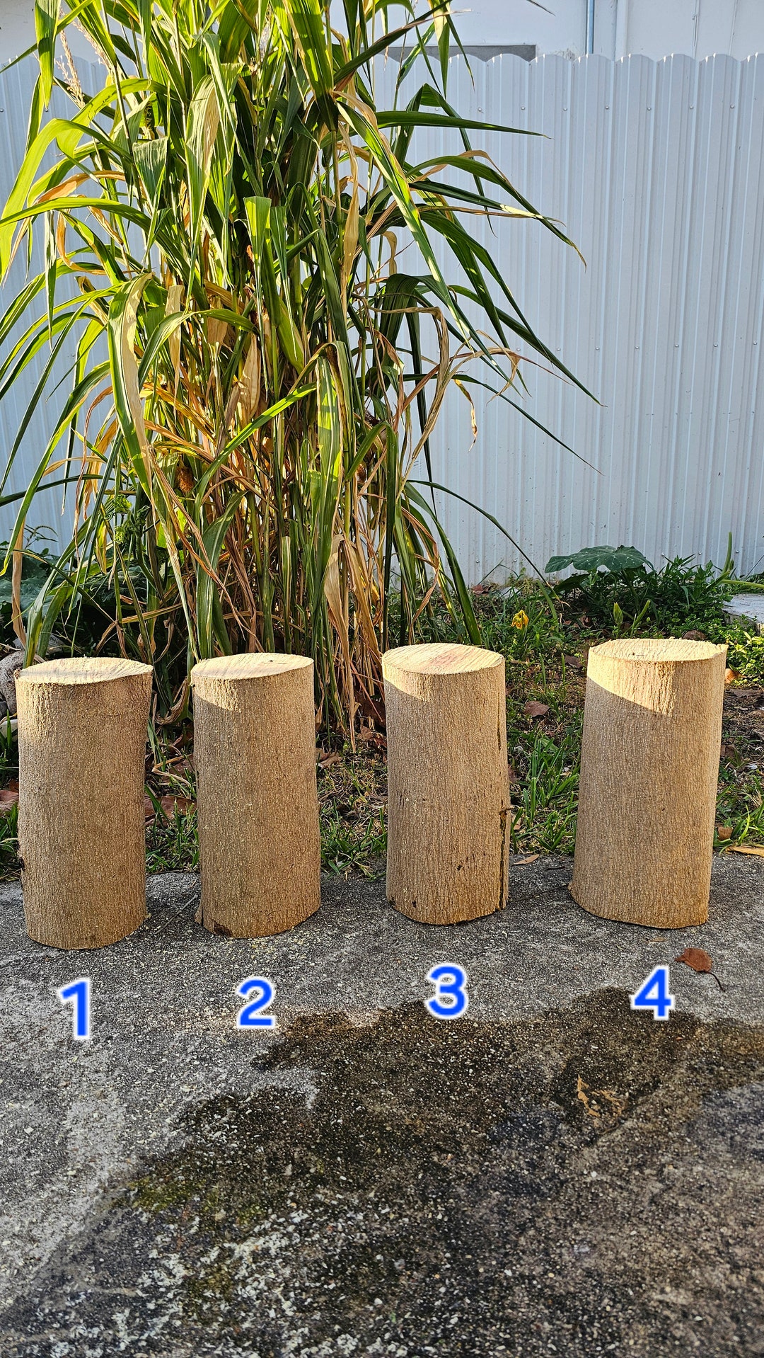 Tronco De Ochosi De Almendra Almond Tree Trunk for Oshosi Ochosi Tools ...