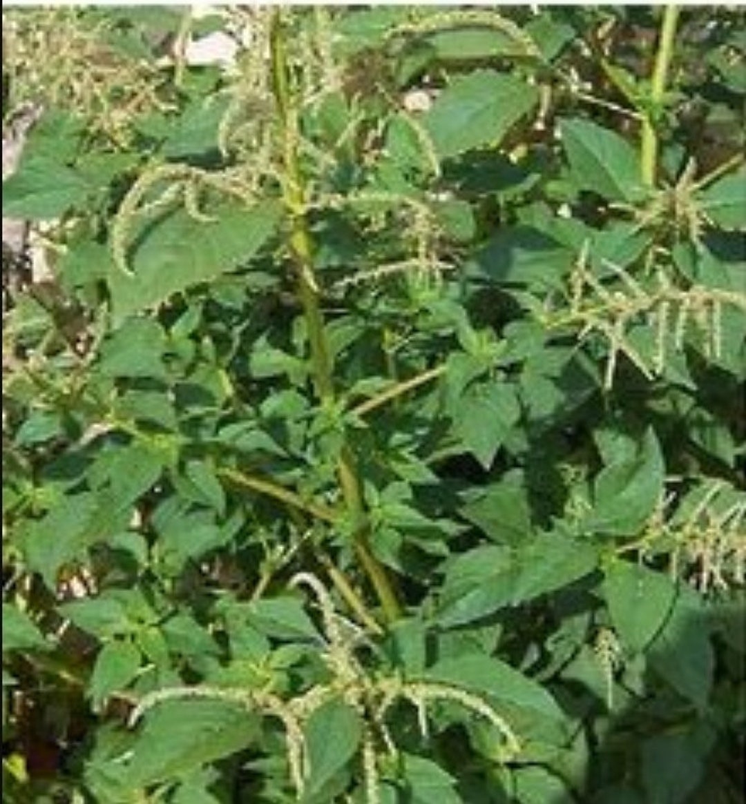 Bledo Blanco/Cenyo Blanco 1 mazo - Etsy México