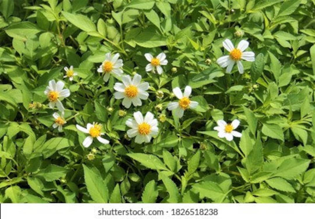 Romerillo 1 Mazo - Etsy