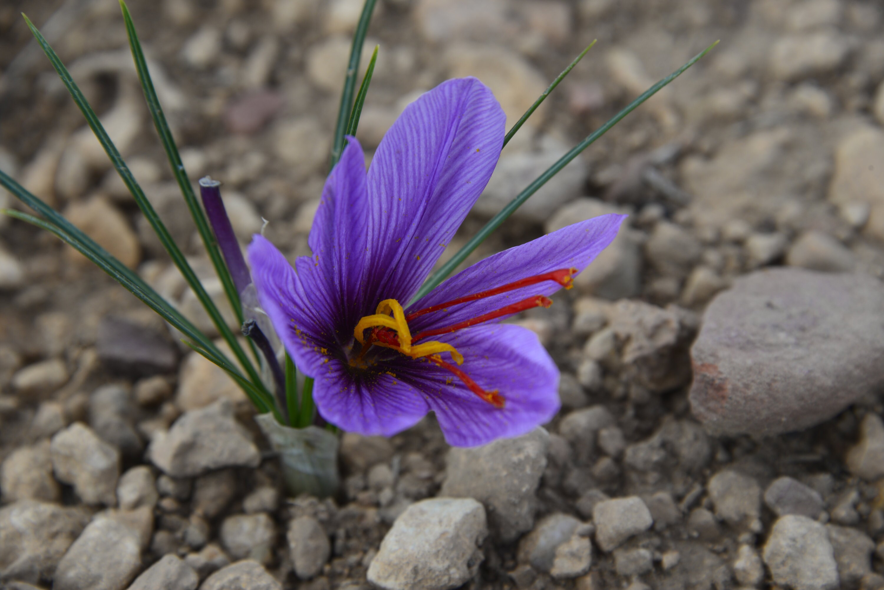 Aurumium / Premium Saffron Strands From Teruel, 1g Jar / Spanish ...
