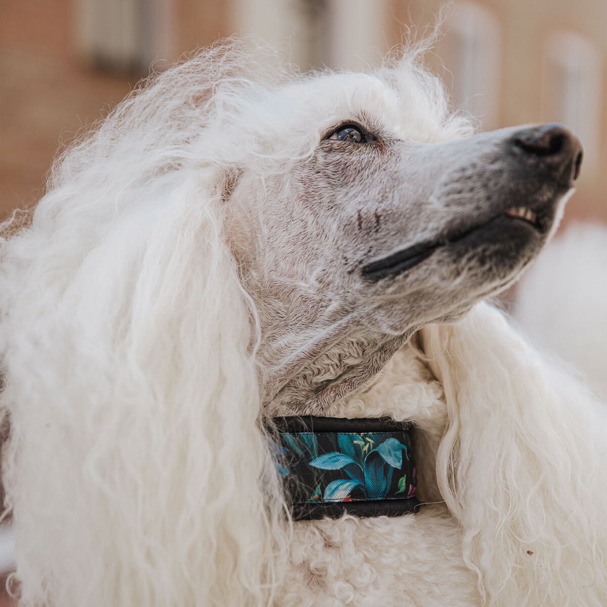 Tangle Free Collar for Poodle / Sighthound/protective Silky Dog Collar ...