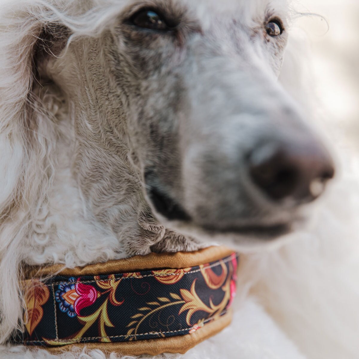 Tangle Free Collar for Poodle / Sighthound/protective Silky Dog Collar ...