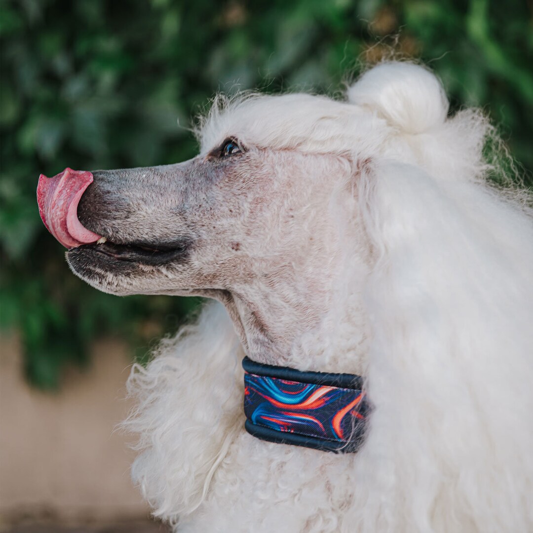 Tangle Free Collar for Poodle / Sighthound/protective Silky Dog Collar ...