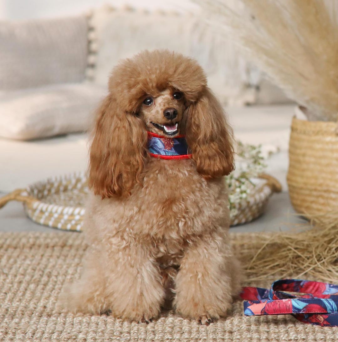 Luxury Fur Saver Collar – Designed for Poodles & Long-neck Dogs/ Tangle ...