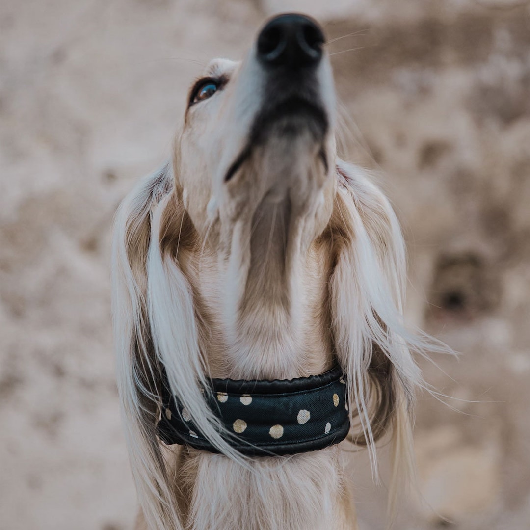 Tangle Free Collar for Poodle / Sighthound/protective Silky Dog Collar ...