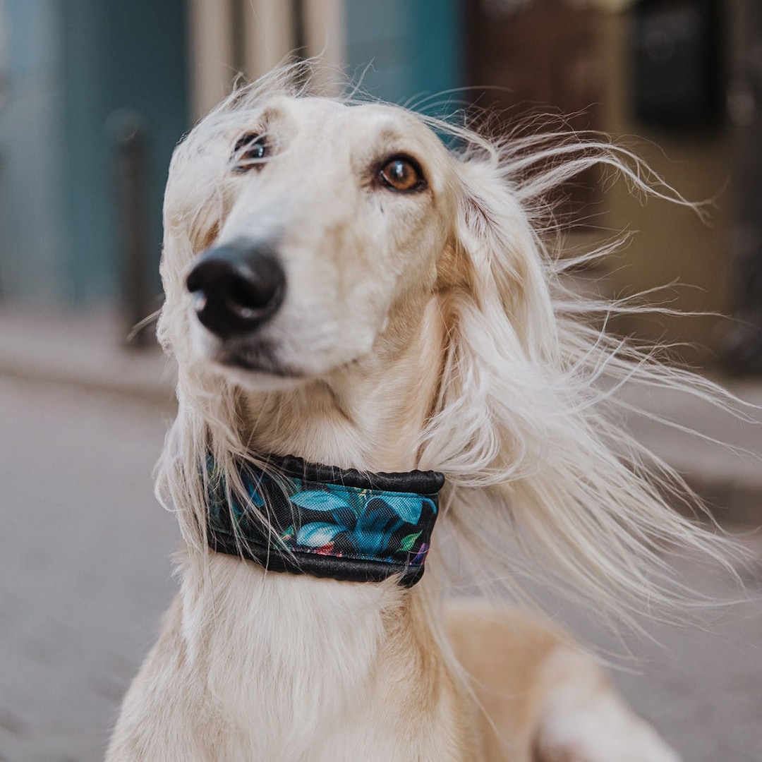 Tangle Free Collar for Poodle / Sighthound/protective Silky Dog Collar ...