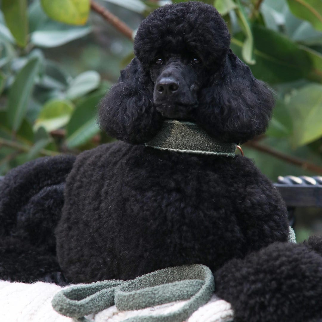 Tangle-free Fur Saver Wide Collar & Leash Set/ Perfect for Poodles and ...
