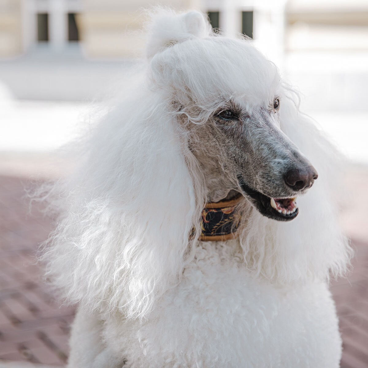 Tangle Free Collar for Poodle / Sighthound/protective Silky Dog Collar ...