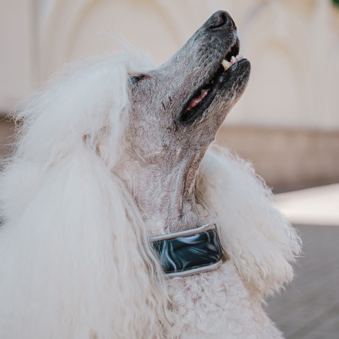 Tangle Free Collar for Poodle Silky Collar for Poodle - Etsy