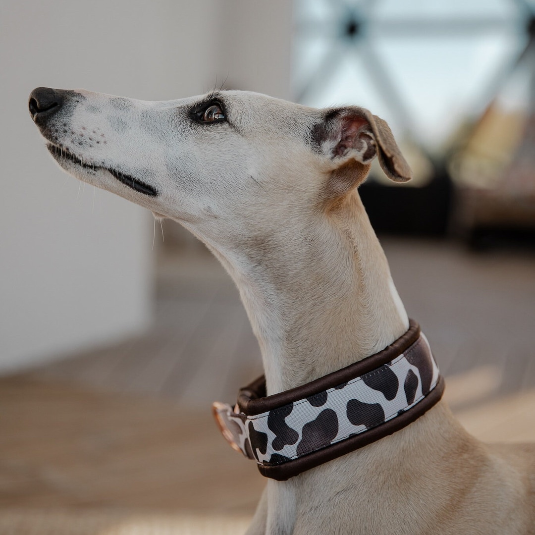 Tangle Free Collar for Poodle / Sighthound/protective Silky Dog Collar ...