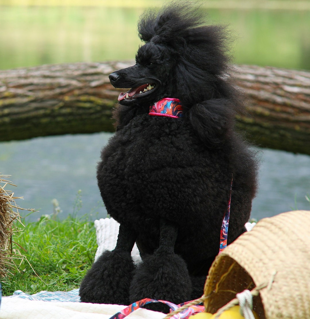 Tangle Free Collar for Poodle / Sighthound/protective Silky Dog Collar ...