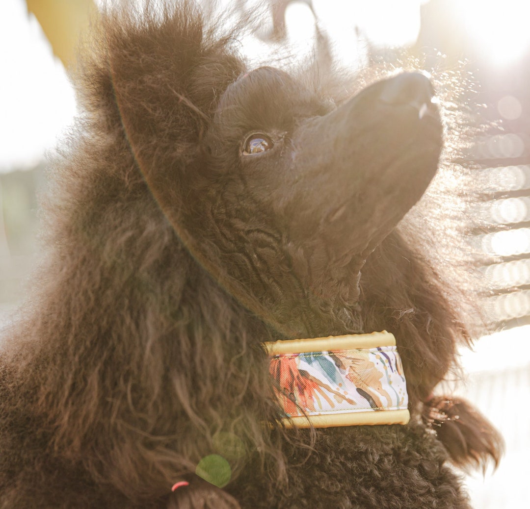 Tangle Free Collar for Poodle / Sighthound/protective Silky Dog Collar ...