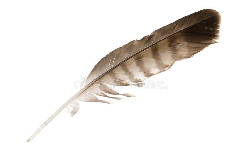 Turkey Feathers - Etsy