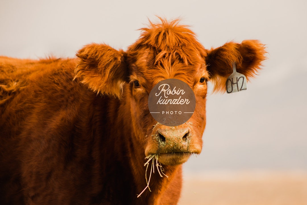 Cow Print Gifts, 24 X 16 Cowboy Canvas Print, Western Print, Western ...