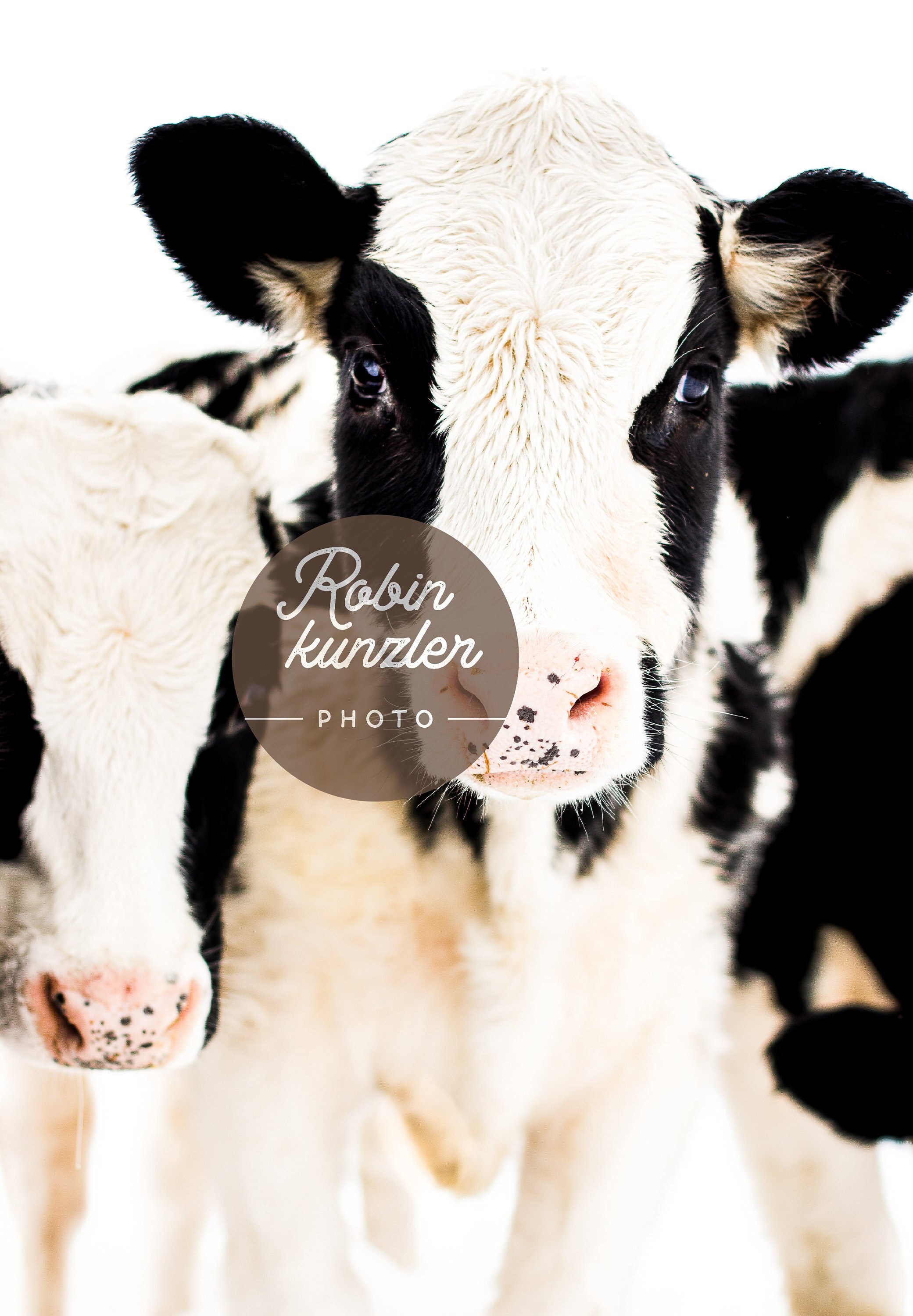 Cow Print Gifts, Cattle Print, 24 X 16 Cowboy Canvas Print, Western ...