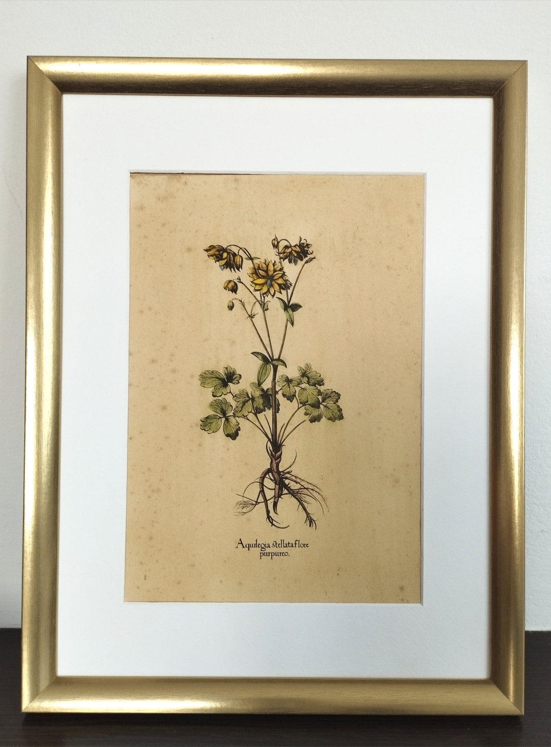Vintage Lithograph Impression of Antique Botanical Print of Aquilegia ...