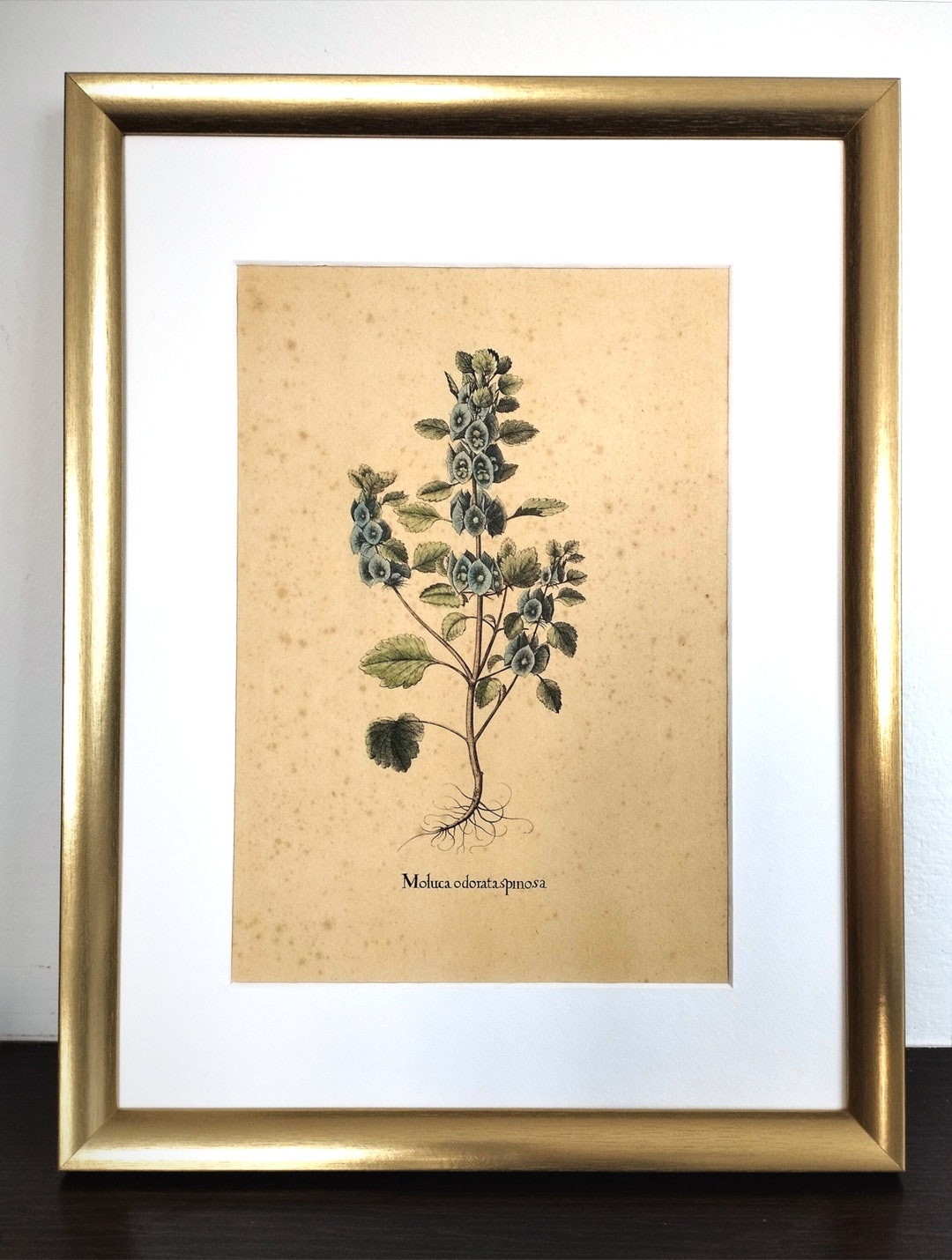 Vintage Lithograph Impression of Antique Botanical Print. Moluca ...