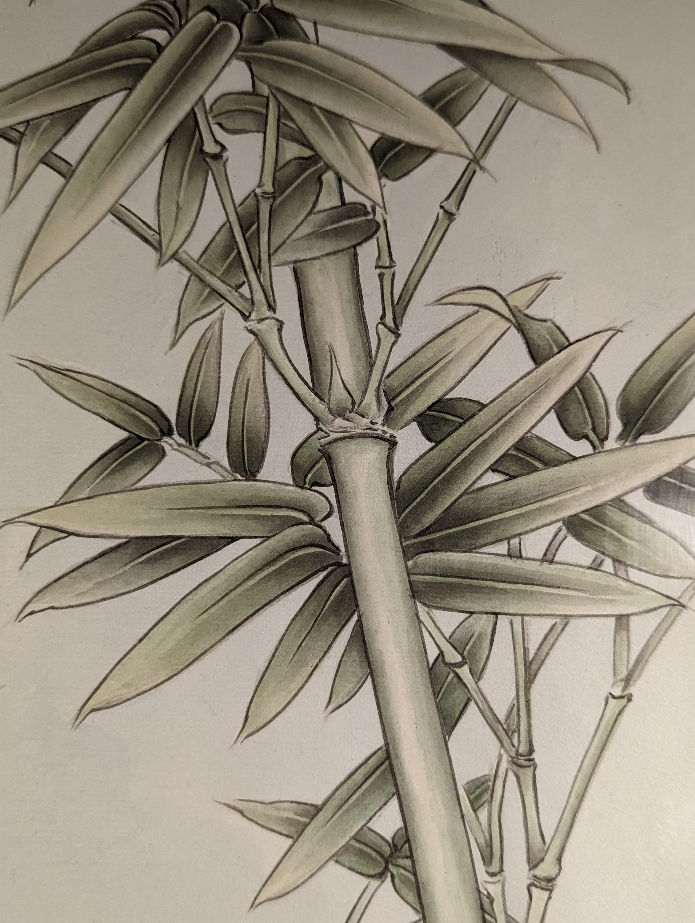 Bamboo Tree Pencil Drawing