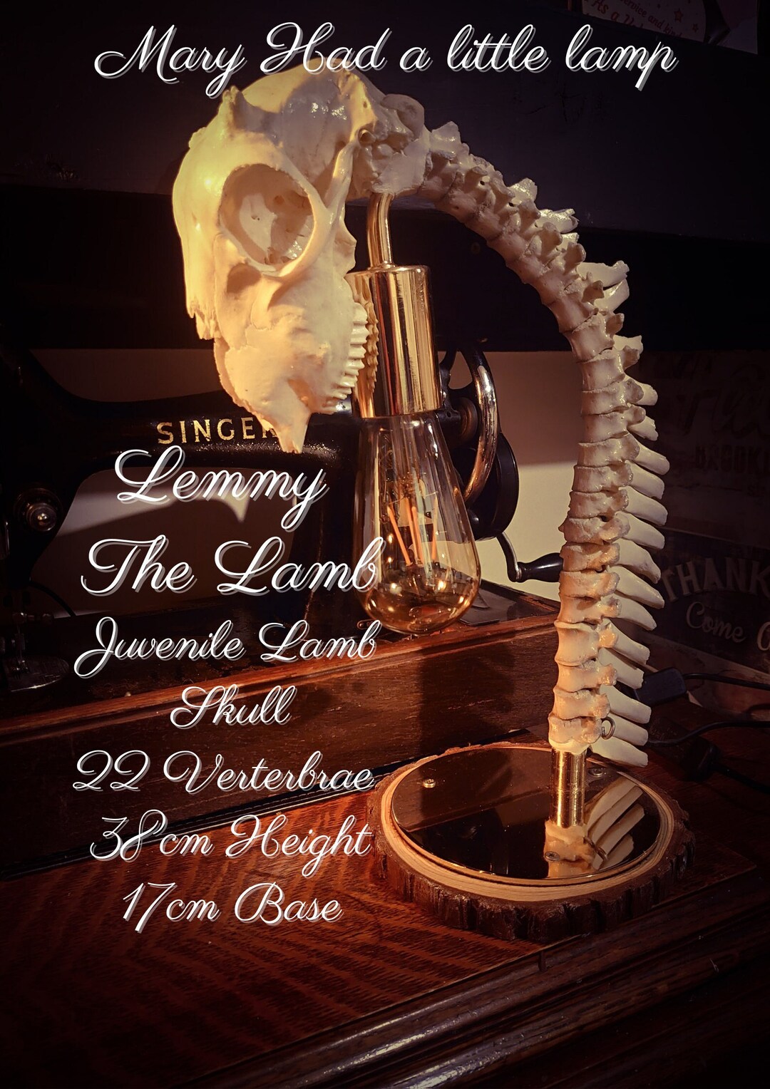 Articulated Sheep Skull and Spine Lamp Lemmy the Lamb - Etsy