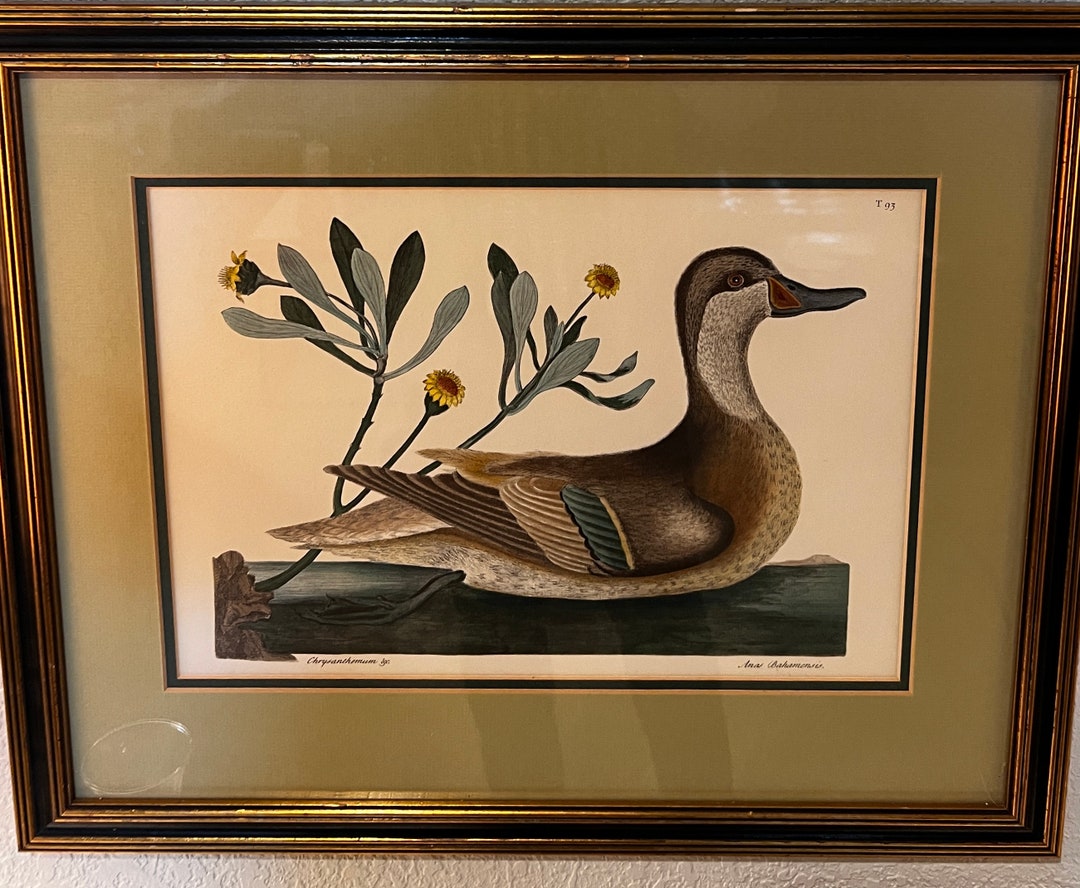 Vintage Wall Art Engraving by Mark Catesby Chrysanthemum With Anas ...