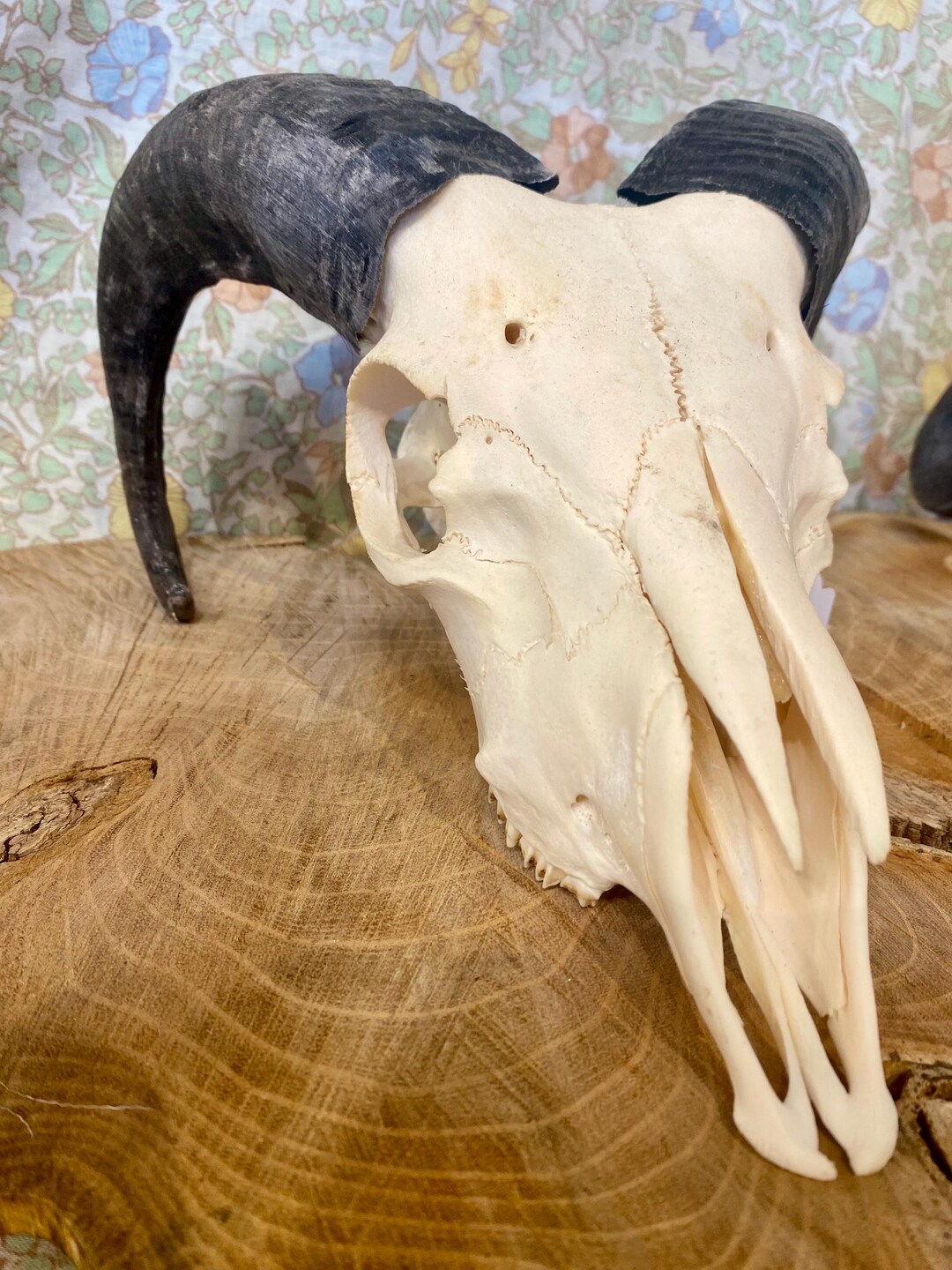 Icelandic Ram Skull- Cedar - Etsy