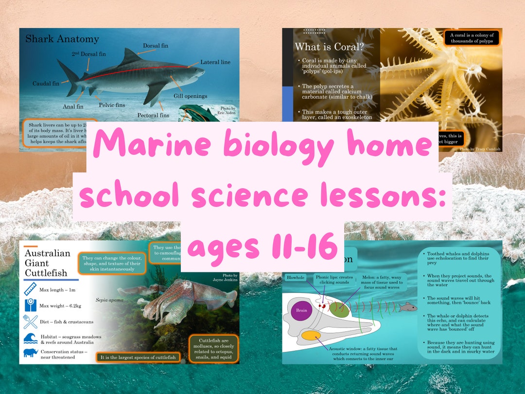 Marine Biology Home School Science Lessons: Ages 11-16 - Etsy