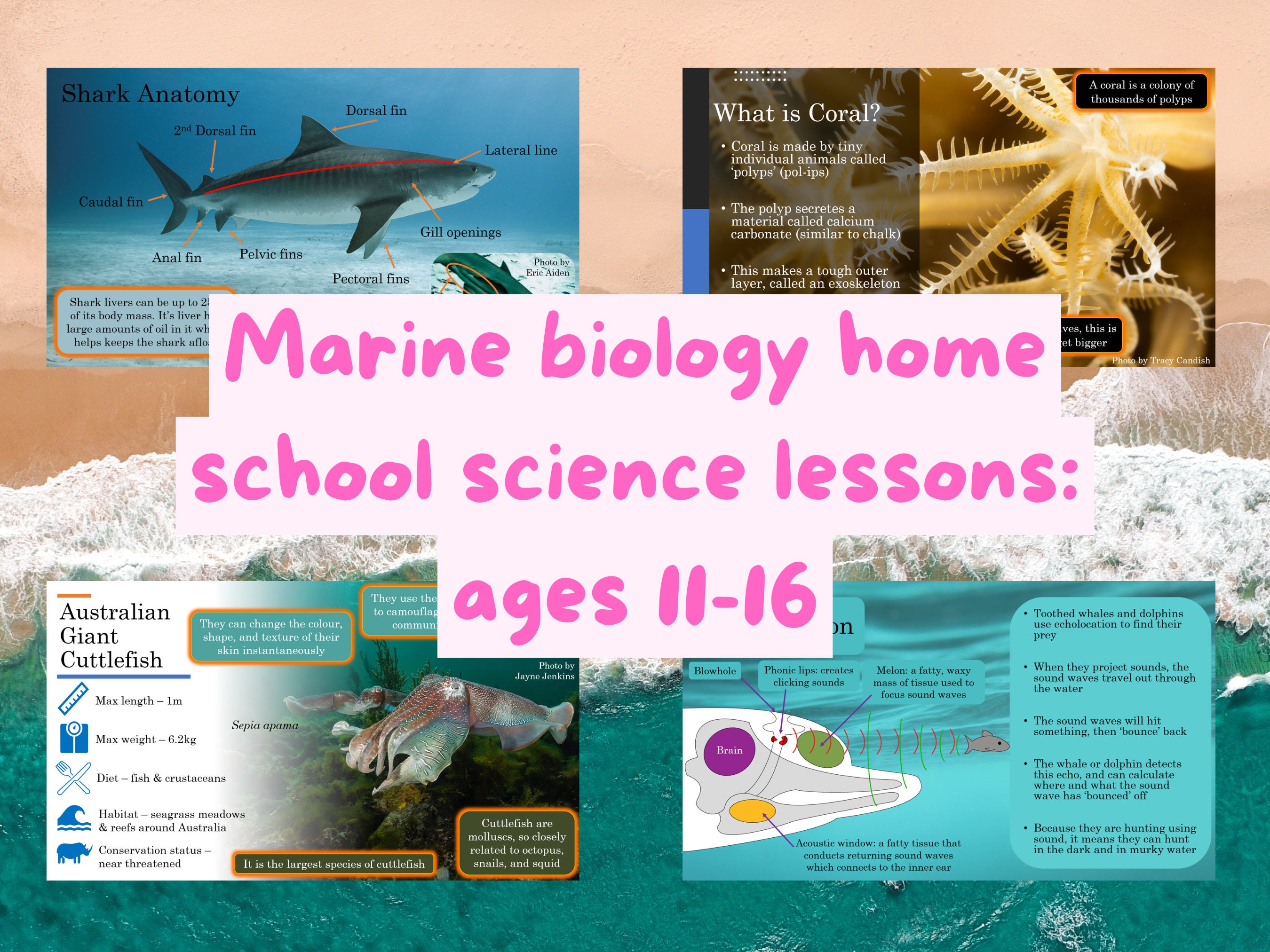 Marine Biology Home School Science Lessons: Ages 11-16 - Etsy