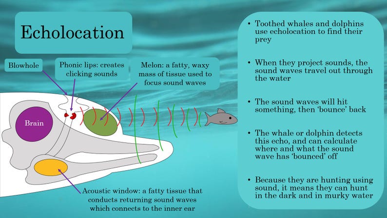 Marine Biology Home School Science Lessons: Ages 9-11 - Etsy