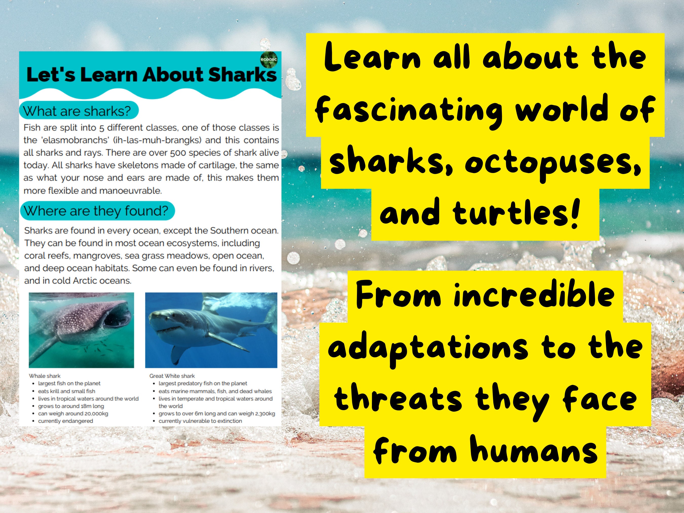 Marine Biology Worksheets - Etsy