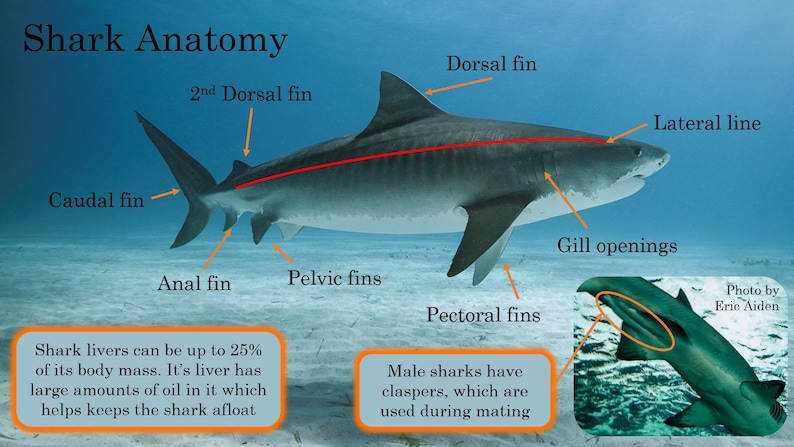 Marine Biology Home School Science Lessons: Ages 9-11 - Etsy